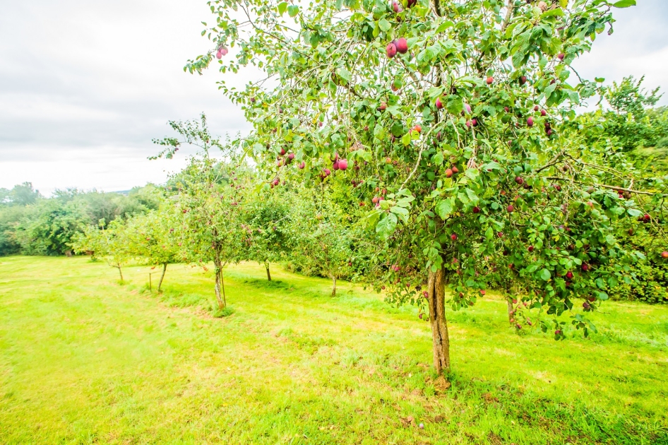 Community volunteers reap the rewards with rewilding project | LiveWest